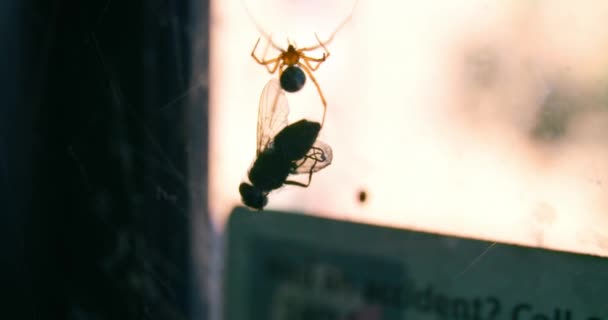 170 vídeos de Viuda roja, metraje de Viuda roja sin royalties ...