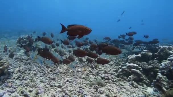 School Goggle Eye Fish Snappers Tropical Coral Reef Atoll Fakarava ...