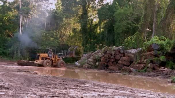 Deforestation Amazon Rainforest Multiple Trees Felled Stacked Beautiful ...