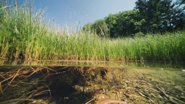 Water Split View Reeds Shore Roots Decaying Weeds Bottom — Stock Video ...