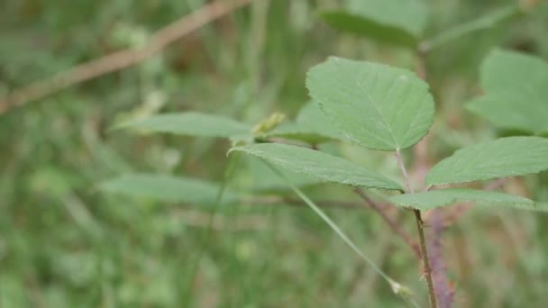 20 Hindwings Videos, Royalty-free Stock Hindwings Footage | Depositphotos