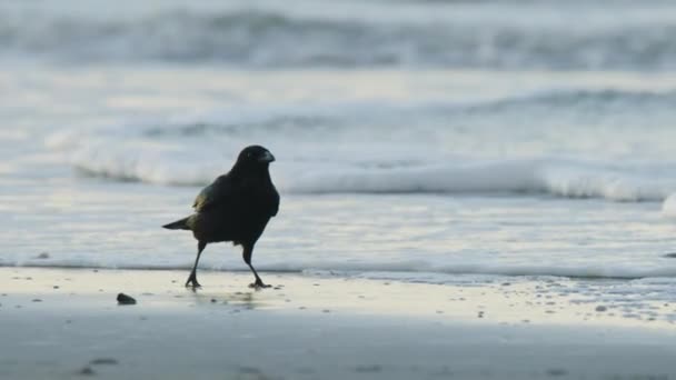 29,074 The escape Videos, Royalty-free Stock The escape Footage ...