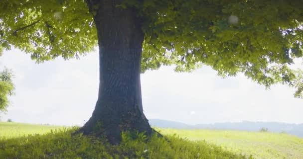 1,110 Tree of knowledge Videos, Royalty-free Stock Tree of knowledge Footage | Depositphotos