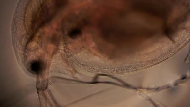 5,225 Anatomie interne Videos, Royalty-free Stock Anatomie interne ...