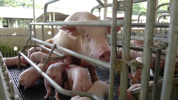 329 Djurens lidande Videos, Royalty-free Stock Djurens lidande Footage ...