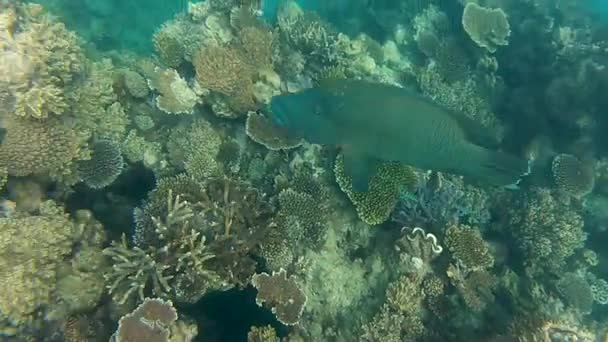 45 Blue groper Videos, Royalty-free Stock Blue groper Footage ...