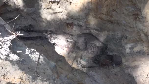 948 Medicina forense Videos, Royalty-free Stock Medicina forense ...