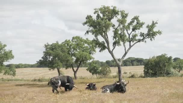 648 Corroda de toros Videos, Royalty-free Stock Corroda de toros ...