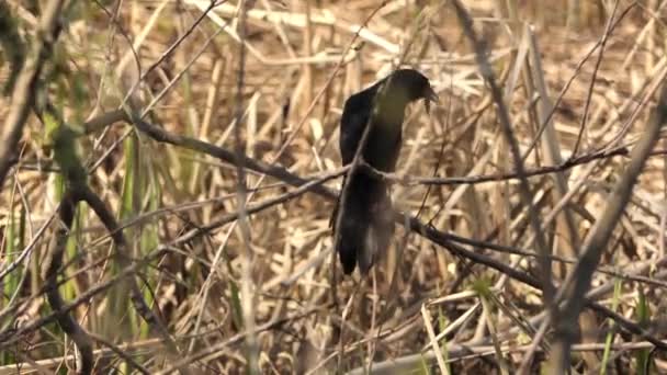 Vidéos pour Sucursal local, Sucursal local clips vidéo HD / 4K, footage ...