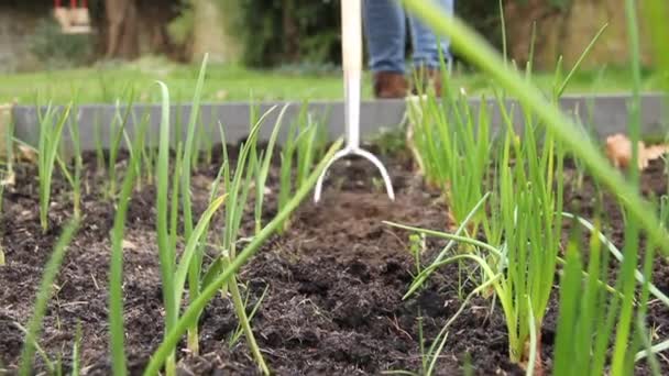 Hoeing Rows Plants Raised Bed — Stock Video © BlackBoxGuild #595431408