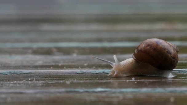 1,638 Muscular foot Videos, Royalty-free Stock Muscular foot Footage ...