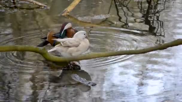 Vidéos pour Animaux accouplement, Animaux accouplement clips vidéo HD ...