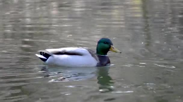 5,871 Canard femelle Videos, Royalty-free Stock Canard femelle Footage ...