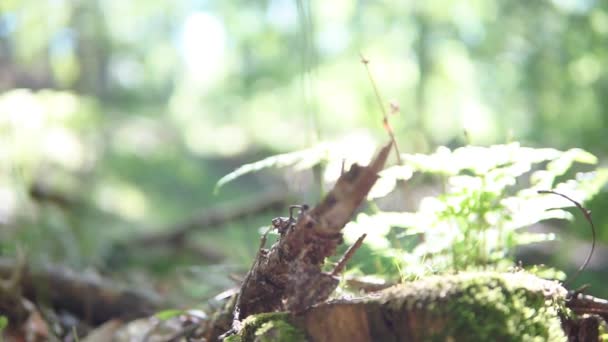 242 Plano roto Videos, Royalty-free Stock Plano roto Footage ...