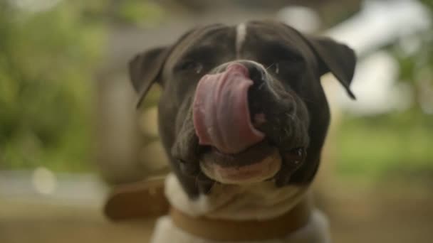 91 Amerikaanse bully hond Videos, Royalty-free Stock Amerikaanse bully ...