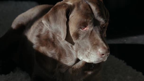 173 Laboratoire de chocolat Videos, Royalty-free Stock Laboratoire de ...