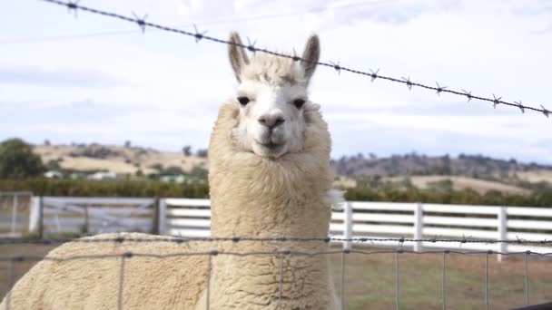 2,365 Lama Videos, Royalty-free Stock Lama Footage | Depositphotos