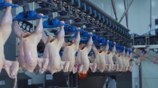 7,408 Poultry rooster Videos, Royalty-free Stock Poultry rooster ...