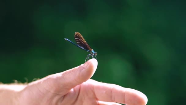 1,974 Dragón de bosque Videos, Royalty-free Stock Dragón de bosque ...