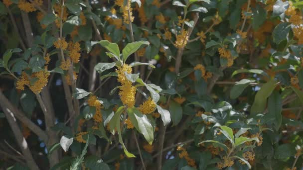 156 Fragrances Stock Videos, 4K & HD Footage | Depositphotos