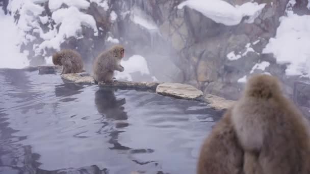 836 Japanese monkey Videos, Royalty-free Stock Japanese monkey Footage ...