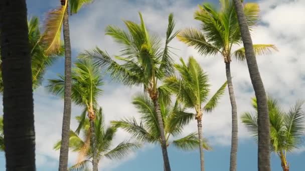 3,210 Hawaiian background Videos, Royalty-free Stock Hawaiian ...