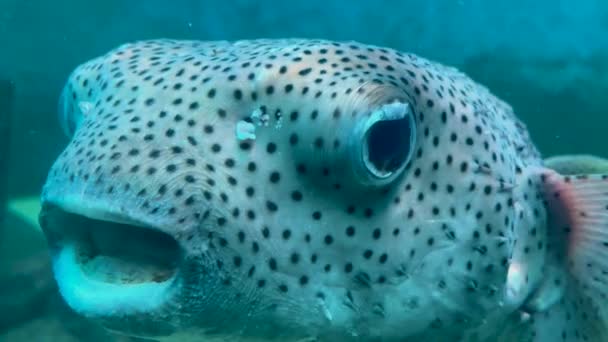 Blow Fish Baiacu Swming Water Tank — Stock Video © BlackBoxGuild #606083732