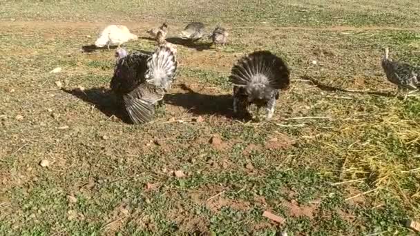 33,171 Beautiful turkey Videos, Royalty-free Stock Beautiful turkey ...