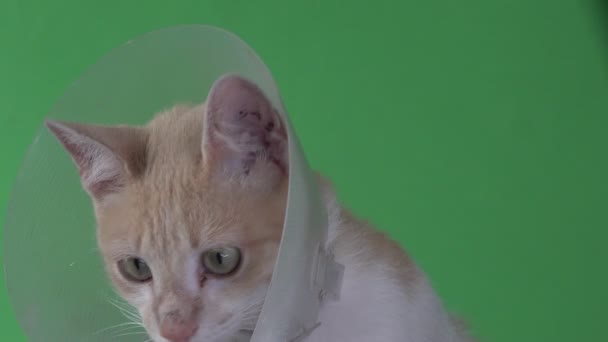 164 vídeos de Gato com cone, metraje de Gato com cone sin royalties ...