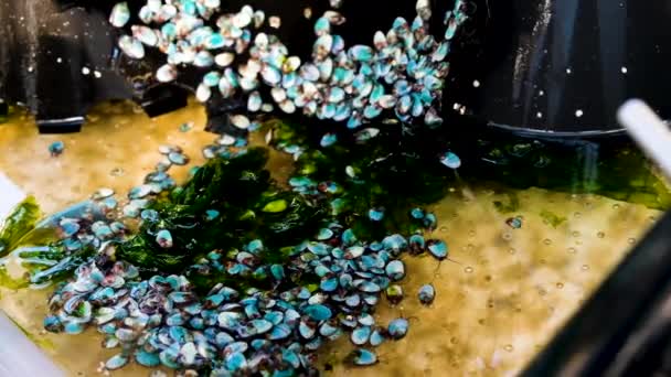 Hundreds Baby Abalone Crawling Tank Aquaculture South Africa — Stock ...