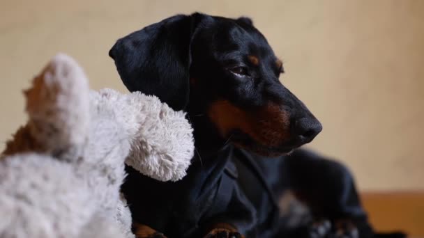 68 Perro tejón Videos, Royalty-free Stock Perro tejón Footage ...