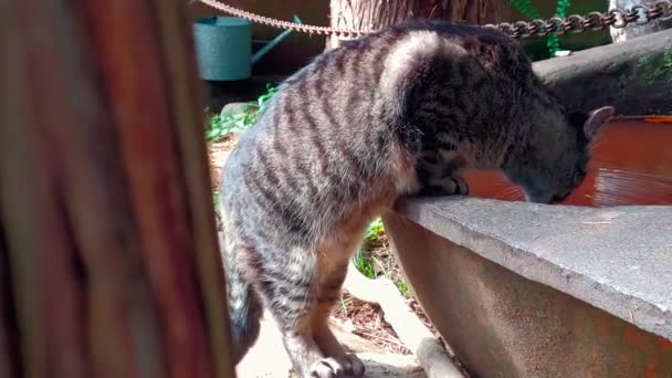 2,356 Homeless animals Videos, Royalty-free Stock Homeless animals ...