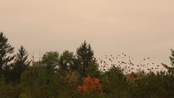 19 vídeos de Devoradores de insectos, metraje de Devoradores de ...