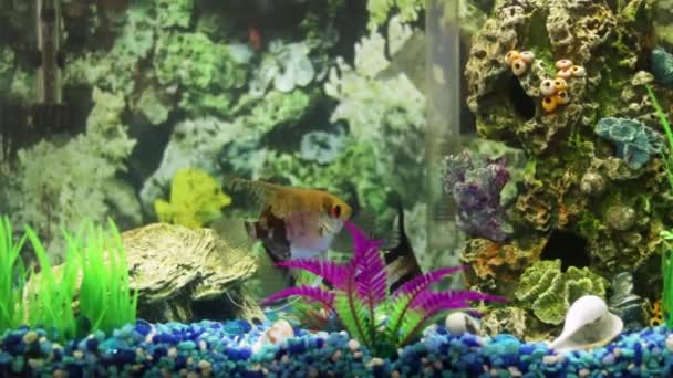 31 vídeos de Kissing fish, metraje de Kissing fish sin royalties ...