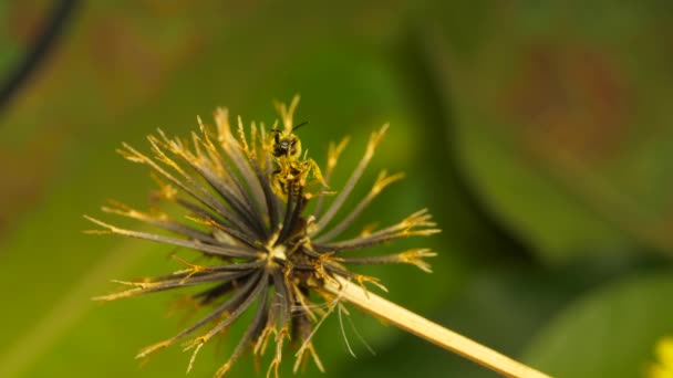 59 Aiguille espagnole Videos, Royalty-free Stock Aiguille espagnole ...