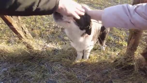Cute Dog Getting Petted Outdoors Sunset — Stock Video © BlackBoxGuild ...
