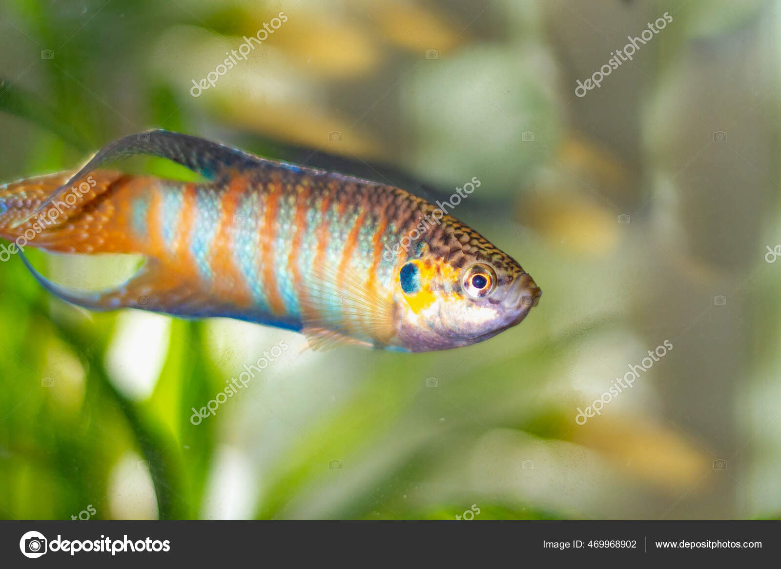 Aquarium Fish Macropod Paradise Fish Aquarium Close Stock Photo by ...