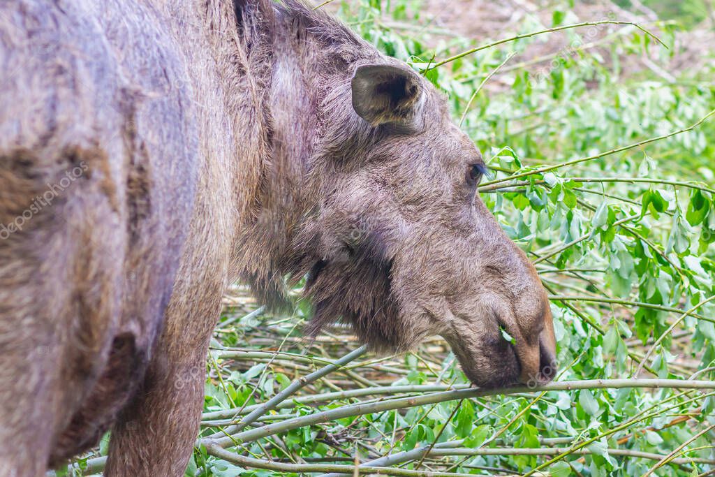 El alce silvestre come hojas y corteza de árboles en la reserva en un ...
