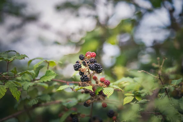 Blackberries Bramble Bush — Stock Photo © MarcAndreu #449310924