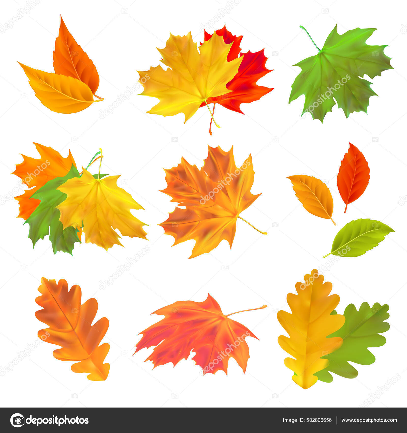 Set Realistic Autumn Leaves Vector Maple Oak Birch Leaves Isolated Stock Vector by ©Anzhela ...