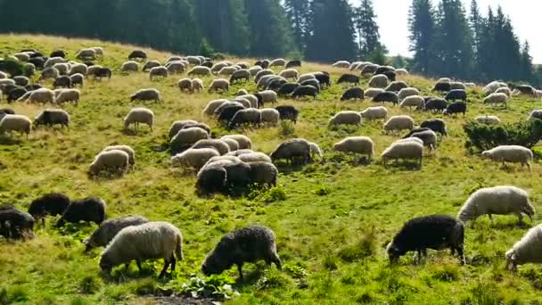 19,926 Sheep Videos, Royalty-free Stock Sheep Footage | Depositphotos