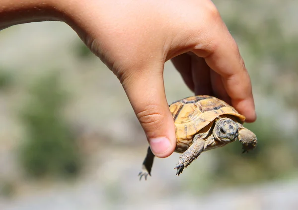 turtle in hand - Stock Image - Everypixel