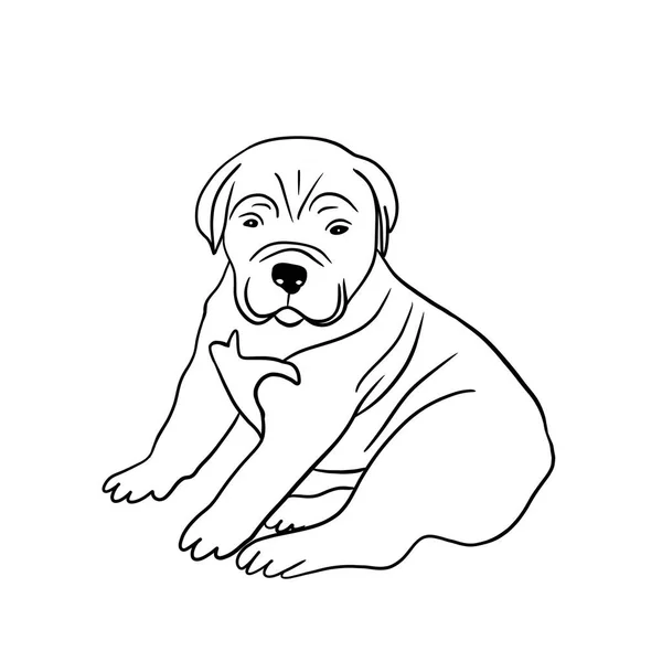 Cane corso drawing Pictures, Cane corso drawing Stock Photos & Images ...