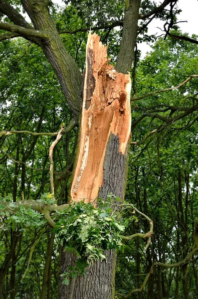 Damaged tree Stock Photos, Royalty Free Damaged tree Images | Depositphotos