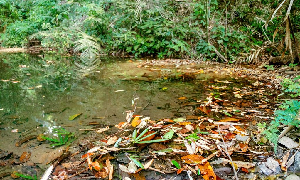 Pequeño lago con hojas caídas en las selvas 2024