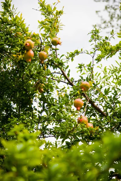 Pomegranate tree - Stock Image - Everypixel