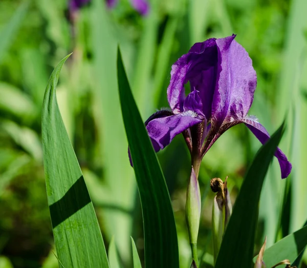 Violet flower. Iris flower. Violet iris. Petals of a violet flow ...