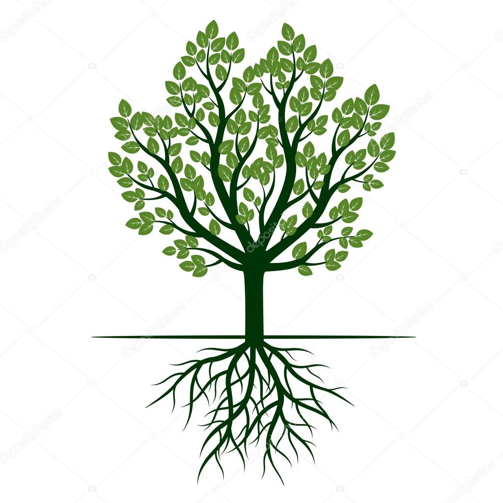 Green tree and Roots. Vector Illustration. — Stock Vector © rolandtopor ...