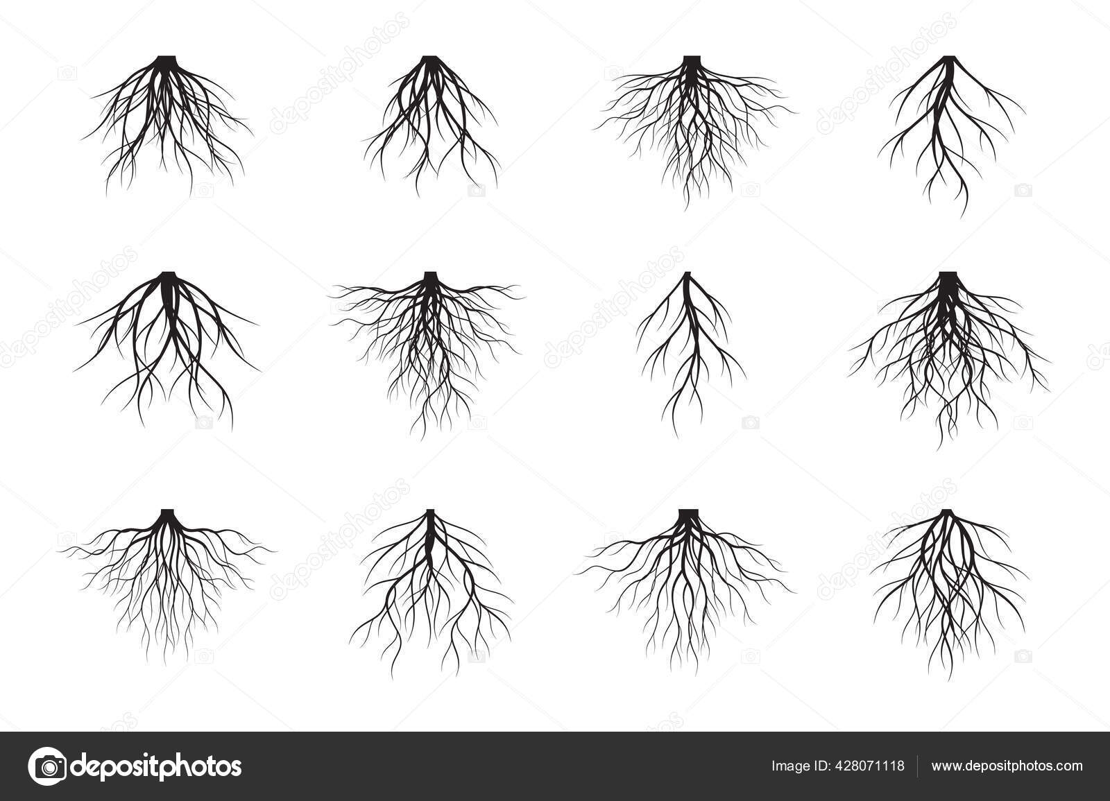 Set Black Tree Roots Vector Outline Illustration Plant Garden Stock ...