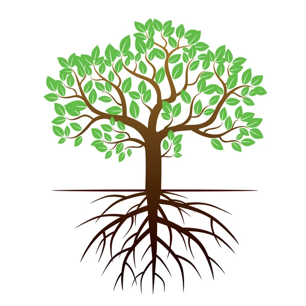 Green Tree and Roots. Vector Illustration. — Stock Vector © rolandtopor ...